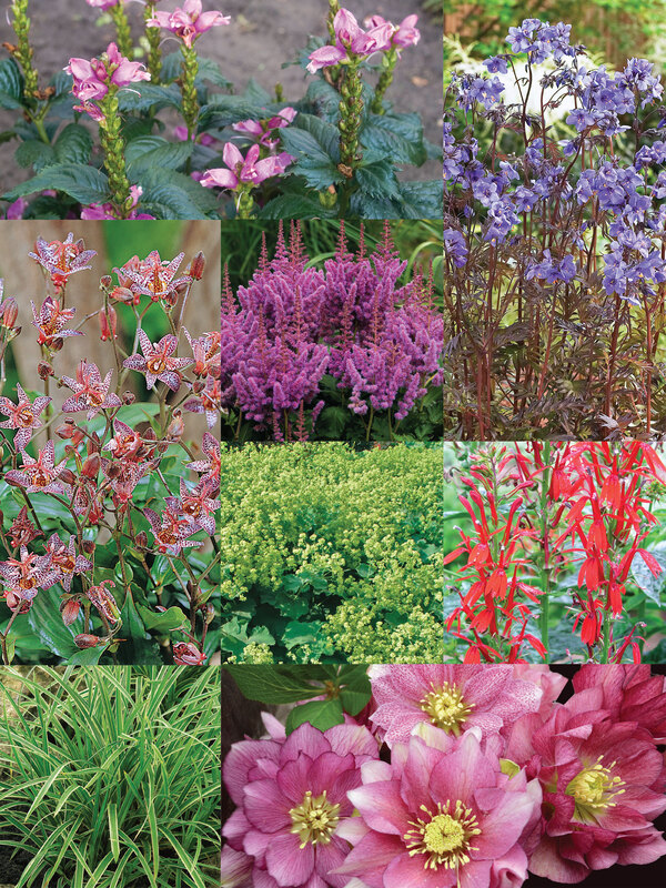 Deluxe Shade Garden | Bluestone Perennials