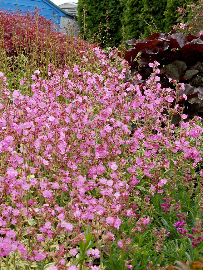 Silene Valley High | Bluestone Perennials