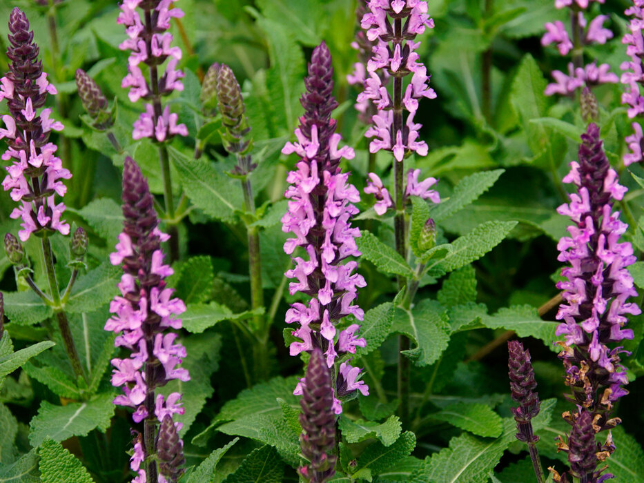 Salvia Midnight Rose | Bluestone Perennials
