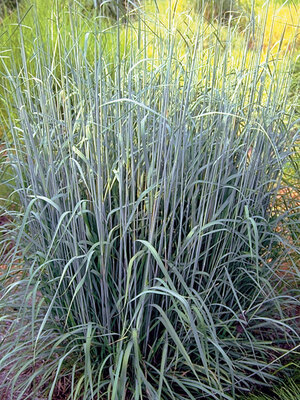 Blue Ornamental Grass