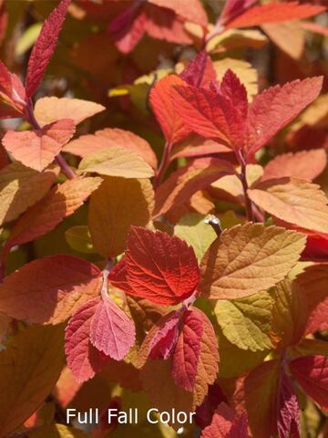 Spiraea Double Play Big Bang | Bluestone Perennials