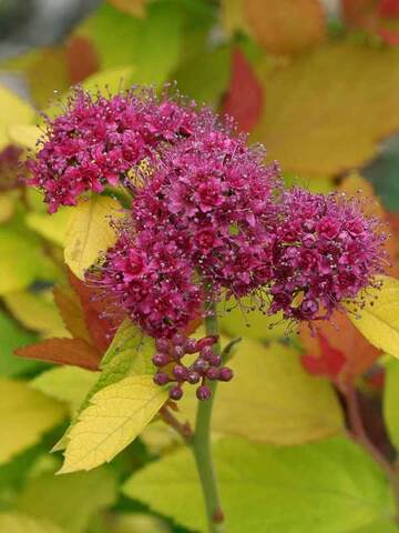 Spiraea Candy Corn | Bluestone Perennials