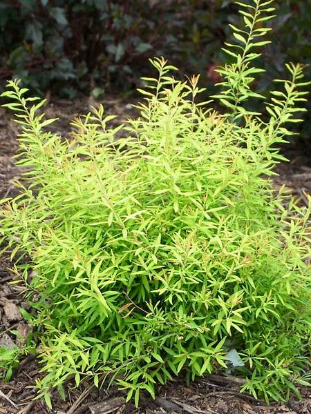 Product Viewer - Spiraea Ogon