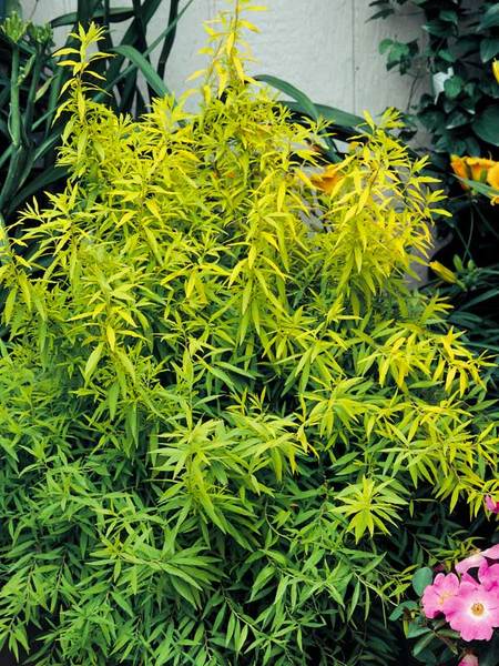 Product Viewer - Spiraea Ogon