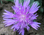 Product Viewer - Stokesia Bluestone