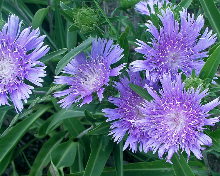 Product Viewer - Stokesia Bluestone