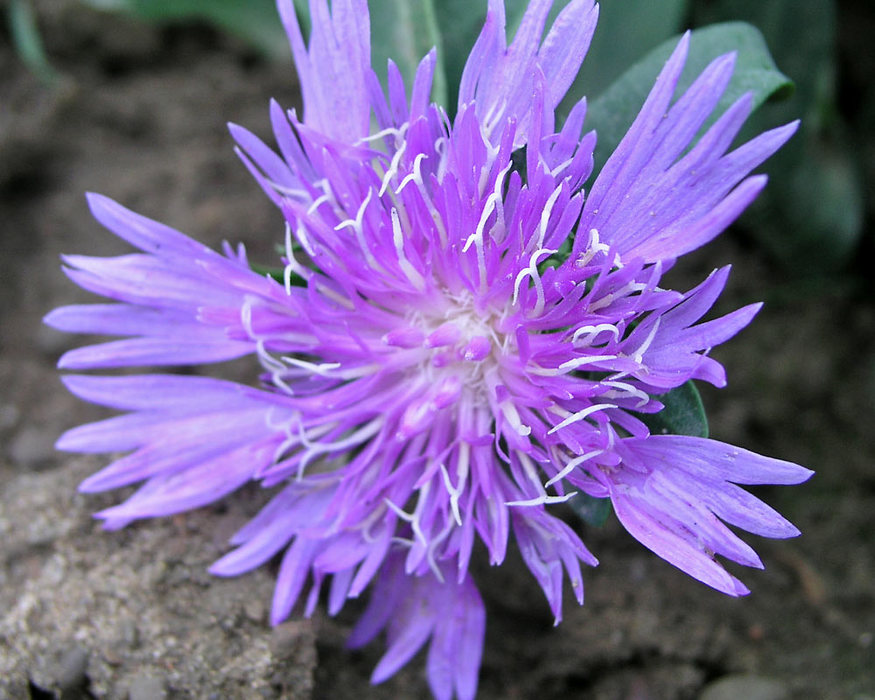 Stokesia Bluestone | Bluestone Perennials