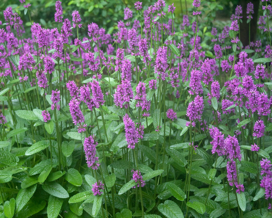 Stachys Hummelo | Bluestone Perennials