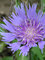 Stokesia Klaus Jelitto -- Bluestone Perennials