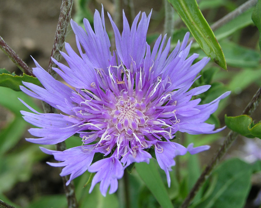Stokesia Klaus Jelitto | Bluestone Perennials