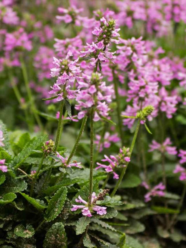Stachys Minima | Bluestone Perennials