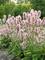 STACHYS OFFICINALIS PINK COTTON CANDY* -- Bluestone Perennials