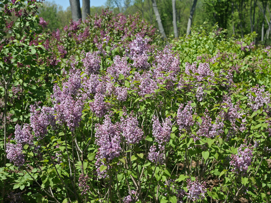Syringa Scentara Double Blue | Bluestone Perennials