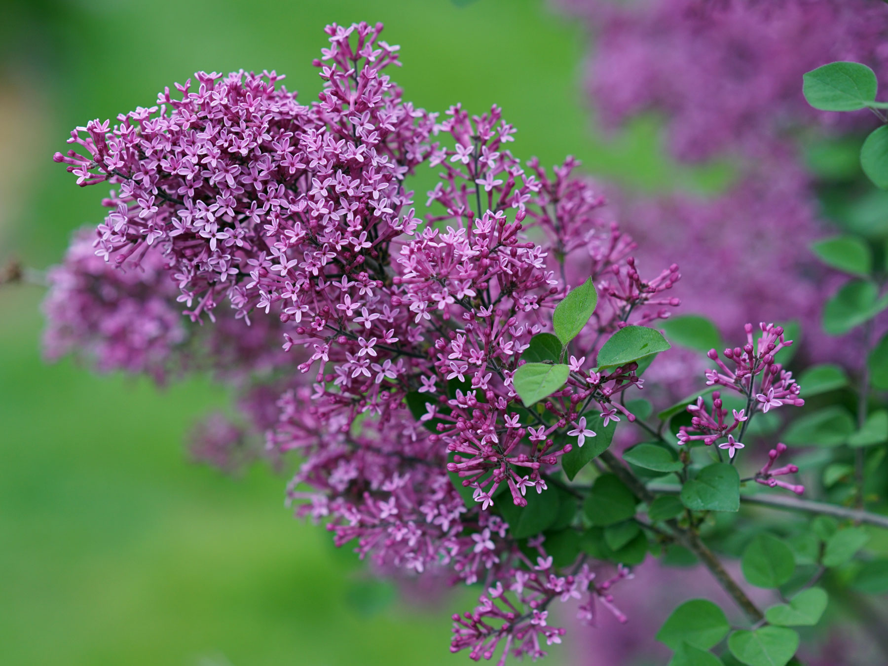 Pictures Of Dark Purple Flowers