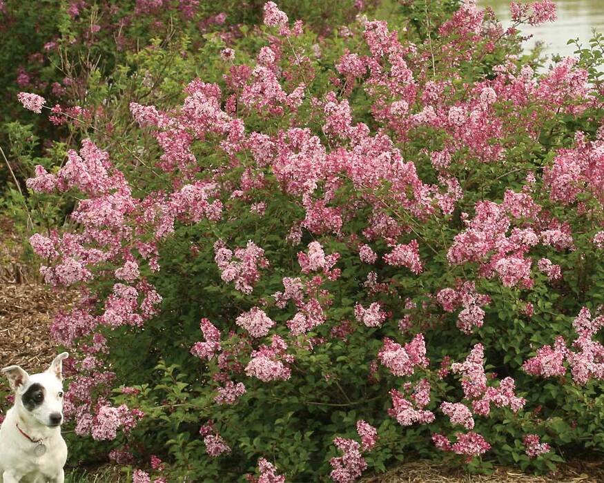 Syringa Scentara Pura | Bluestone Perennials