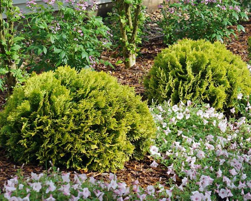Thuja Anna's Magic Ball | Bluestone Perennials