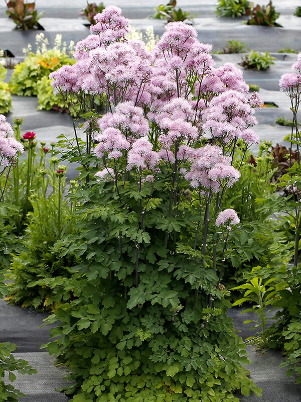 Thalictrum Nimbus Pink | Bluestone Perennials