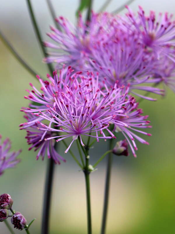 Thalictrum Nimbus Pink | Bluestone Perennials