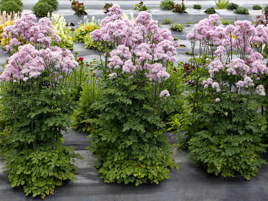 Thalictrum Nimbus Pink | Bluestone Perennials