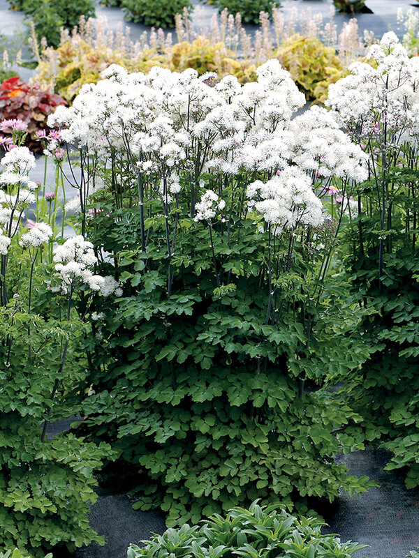 Thalictrum Nimbus White | Bluestone Perennials