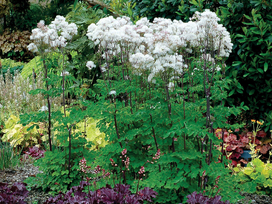 Thalictrum Nimbus White | Bluestone Perennials