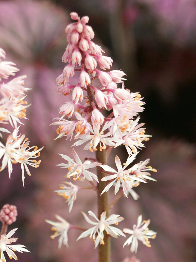 Tiarella Angel Wings | Bluestone Perennials