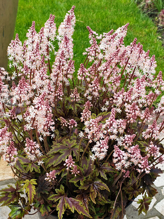 Tiarella Angel Wings | Bluestone Perennials