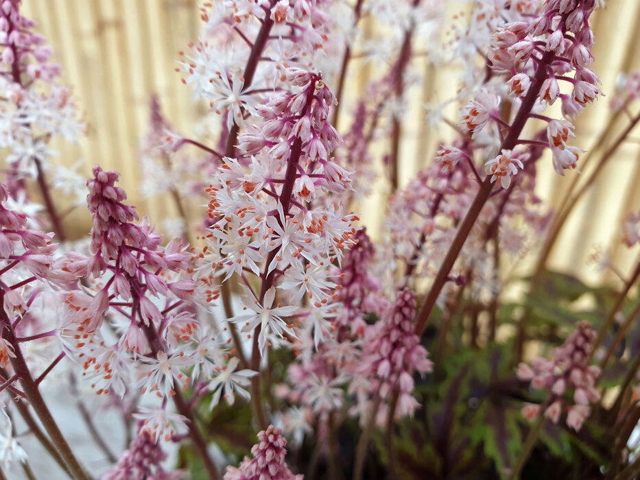 Tiarella Angel Wings | Bluestone Perennials