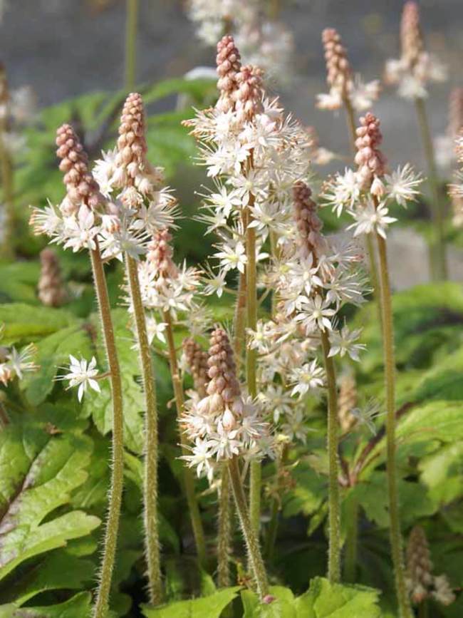 Tiarella Pacific Crest | Bluestone Perennials