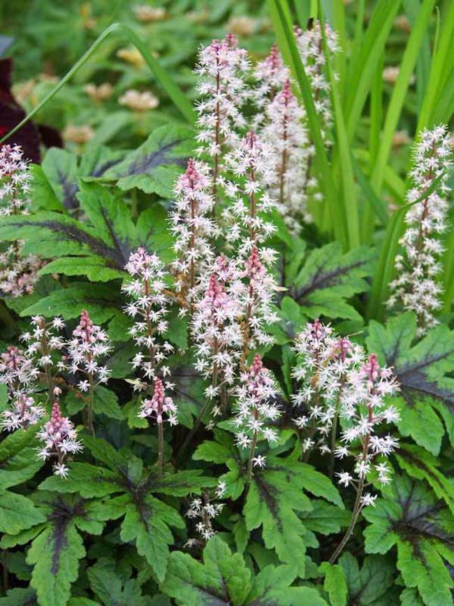 Tiarella Sugar And Spice | Bluestone Perennials