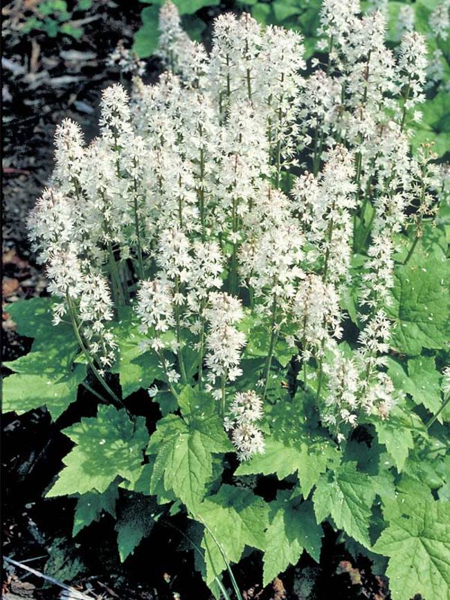 Tiarella Wherryi | Bluestone Perennials