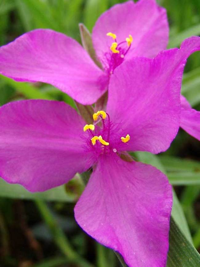Tradescantia Red Grape | Bluestone Perennials