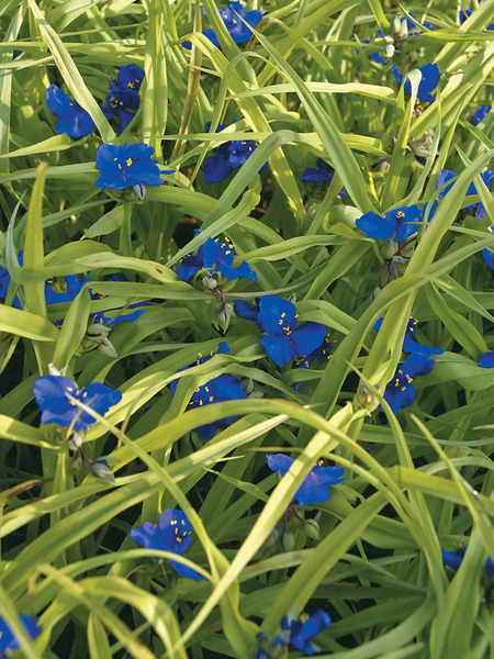 Product Viewer - Tradescantia Sweet Kate