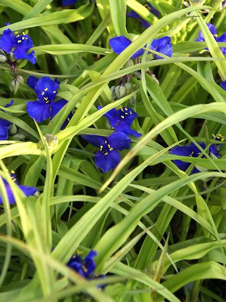Product Viewer - Tradescantia Sweet Kate