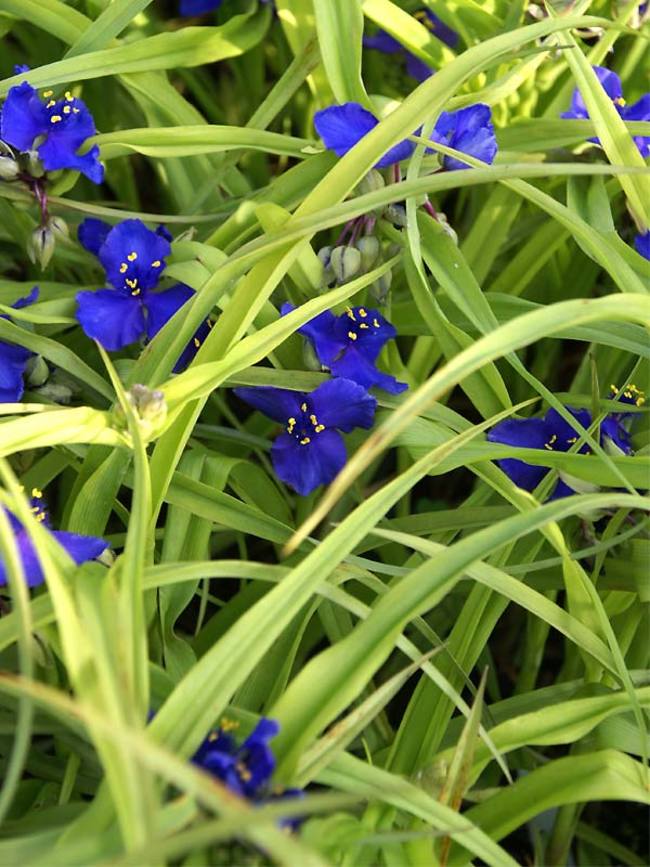 Tradescantia Sweet Kate | Bluestone Perennials