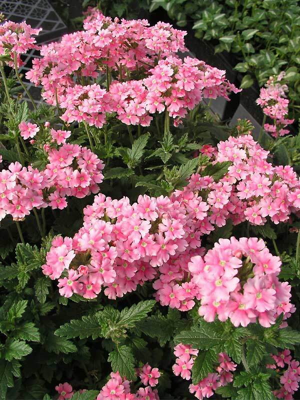 Verbena Apple Blossom | Bluestone Perennials