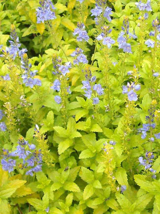 Veronica Aztec Gold | Bluestone Perennials