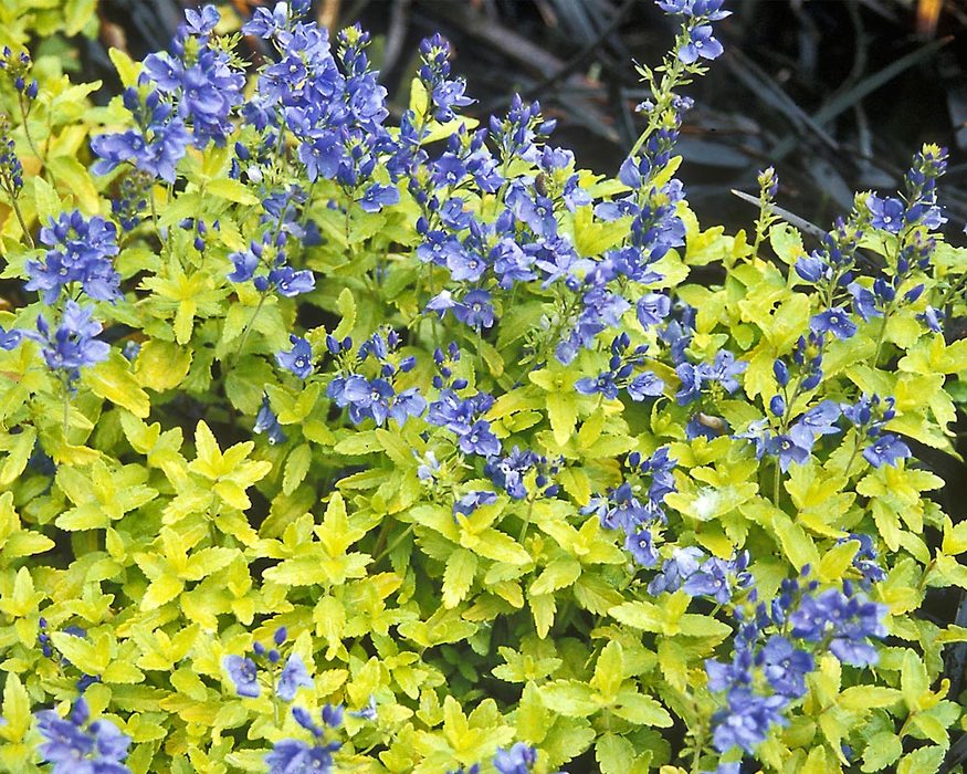 Veronica Aztec Gold | Bluestone Perennials