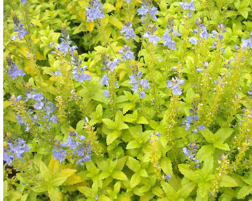 Veronica Aztec Gold | Bluestone Perennials