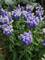 Veronica Blue Bomb -- Bluestone Perennials