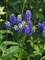 Veronica Blue Bomb -- Bluestone Perennials