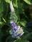 Veronica Blue Bomb -- Bluestone Perennials