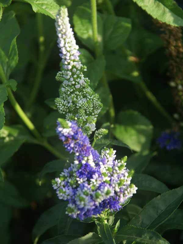 Veronica Blue Bomb | Bluestone Perennials