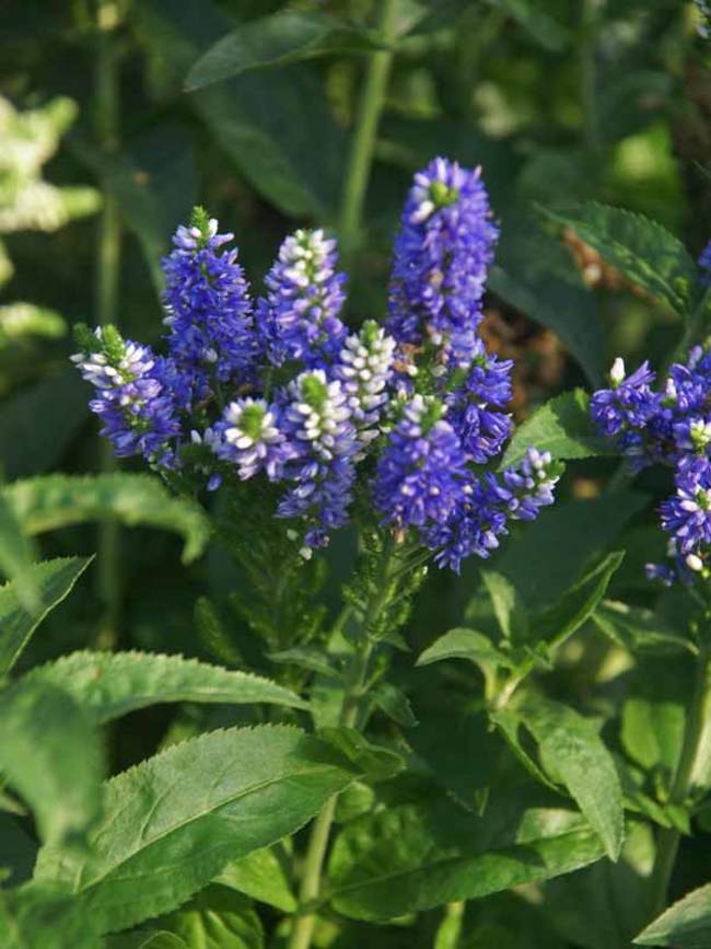 Veronica Blue Bomb | Bluestone Perennials
