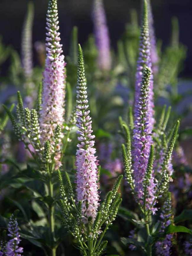 Veronica Bicolor Explosion | Bluestone Perennials