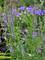 Veronica Blue Fingers -- Bluestone Perennials