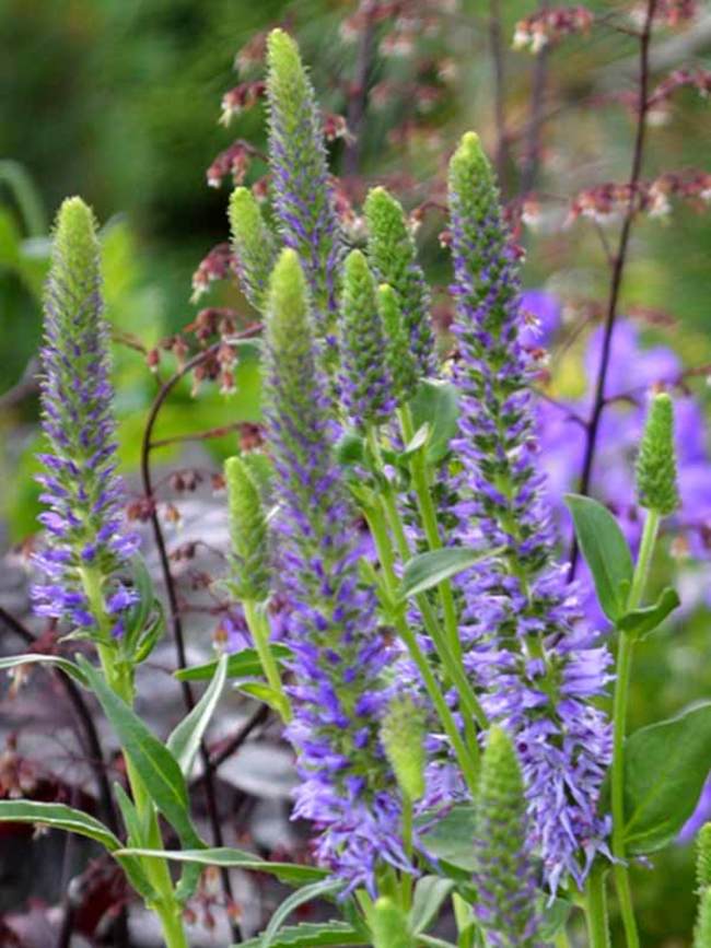Veronica Blue Fingers | Bluestone Perennials