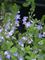 VERONICA BLUE REFLECTION -- Bluestone Perennials