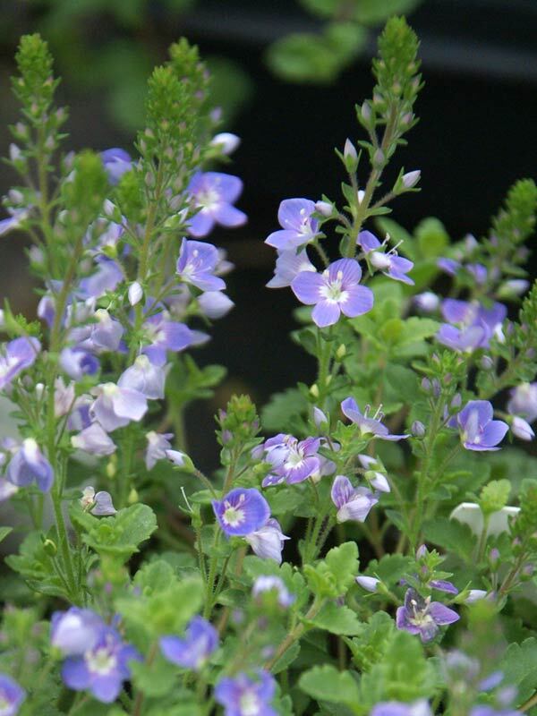 Veronica Blue Reflection | Bluestone Perennials
