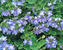 Veronica Blue Reflection -- Bluestone Perennials
